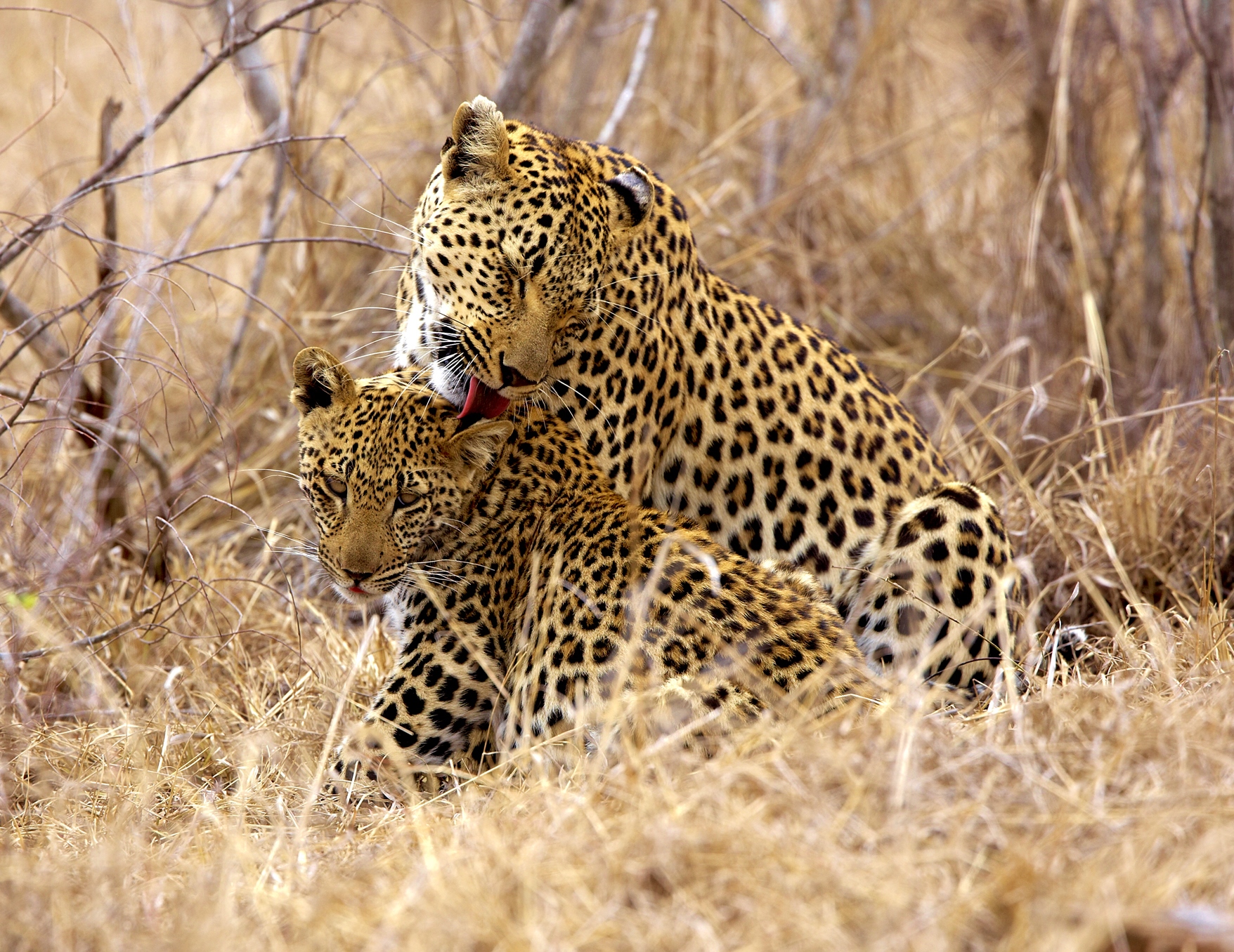 Where to spot… Leopards – EXTRAORDINARY AFRICA