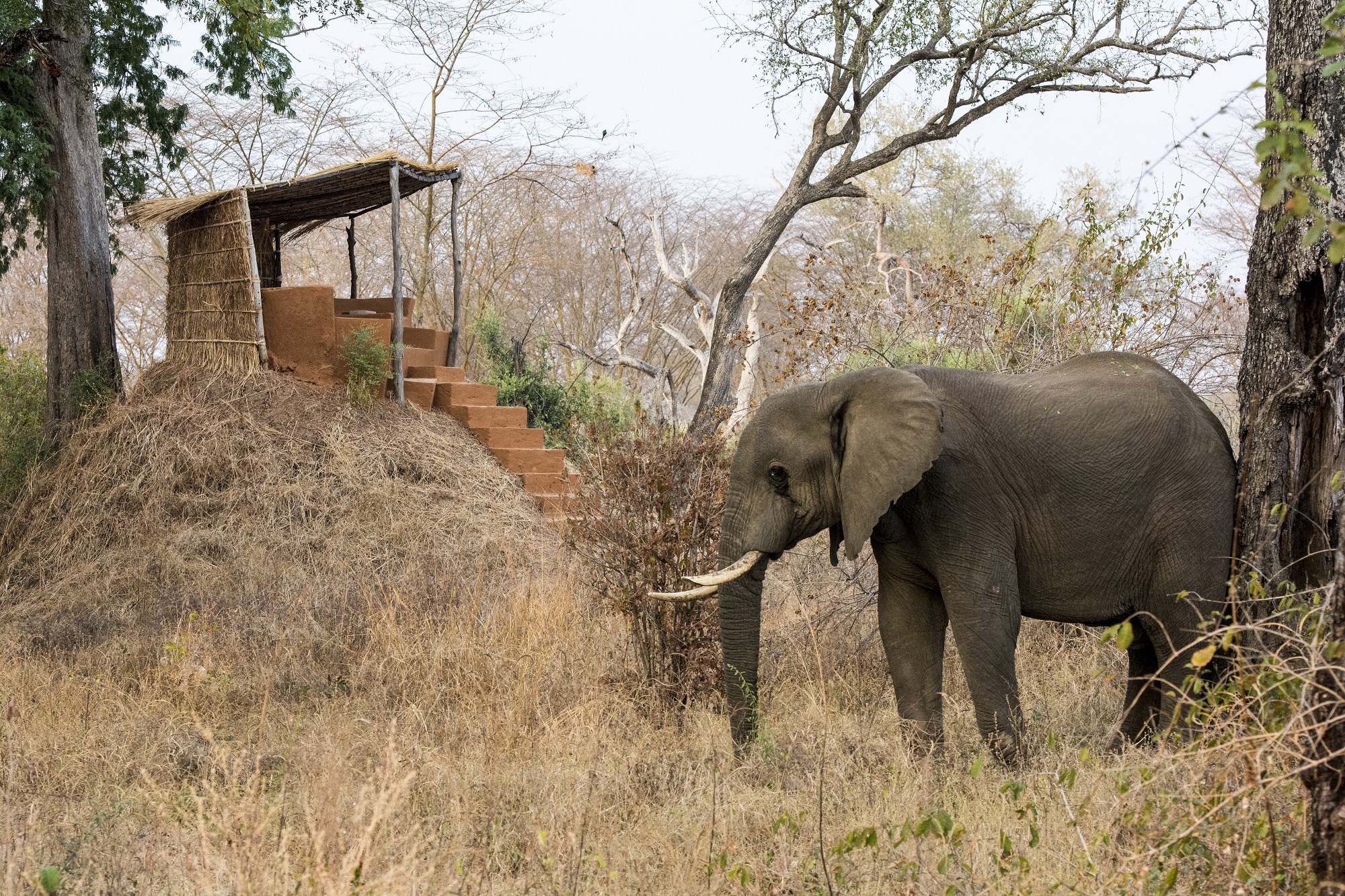 Mwamba: The Lowdown – EXTRAORDINARY AFRICA
